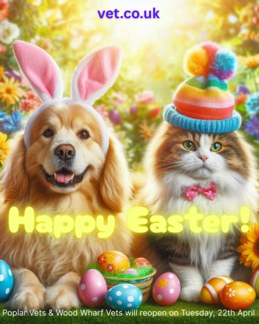 Poplar & Wood Wharf Vets | Expert Veterinary Care in London E14