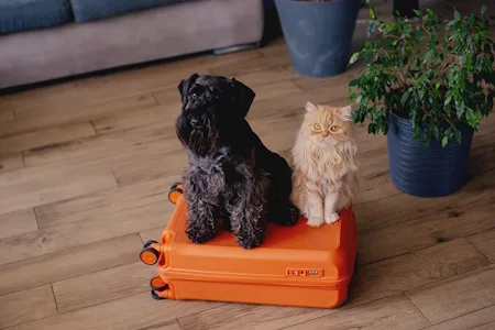 Pet Travel - Vets